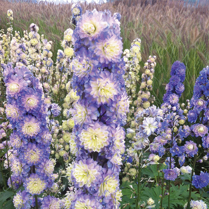 Delphinium Highlander Bolero, Delphinium: Roots & Rhizomes
