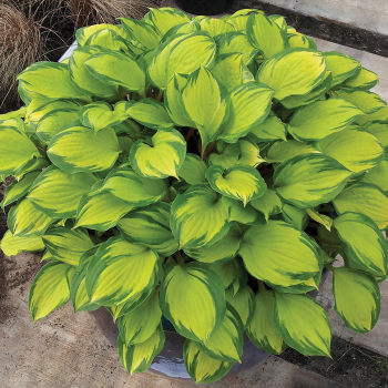 Hostas S-Z: Roots & Rhizomes