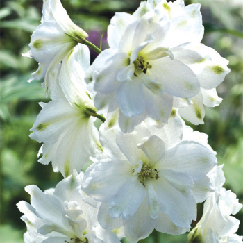 Delphinium: Roots & Rhizomes