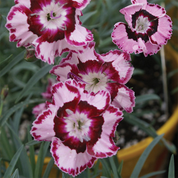 Dianthus: Roots & Rhizomes