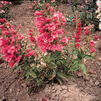 Penstemon: Roots & Rhizomes