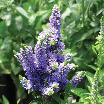 Veronica: Roots & Rhizomes