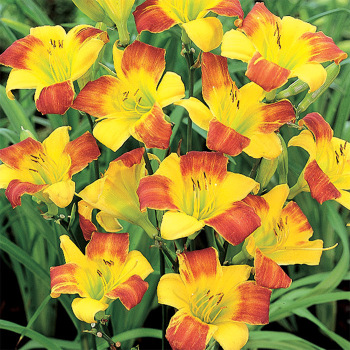 Daylilies A-Z: Roots & Rhizomes