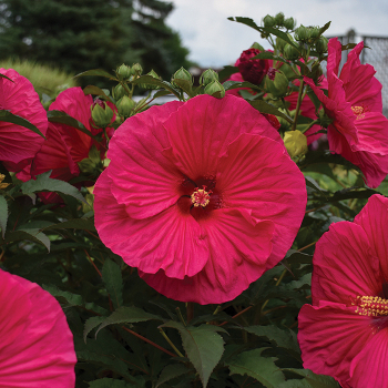 Hibiscus: Roots & Rhizomes