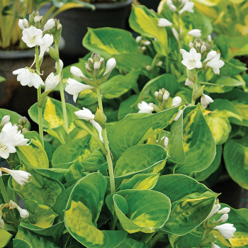 Hostas S-Z: Roots & Rhizomes