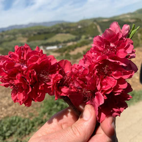 Red Baron Peach | Shop Fruit Trees | Spring Hill Nurseries