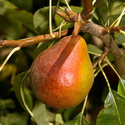 Pear Seckel | Pear Fruit Trees | Spring Hill Nurseries