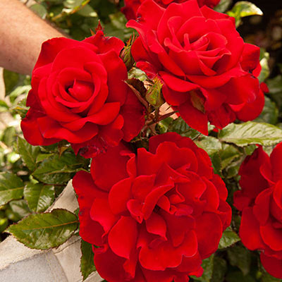 Drop Dead Red Floribunda Rose | Spring Hill Nurseries