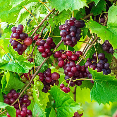 Grape Razzmatazz - Fruits | Spring Hill Nurseries
