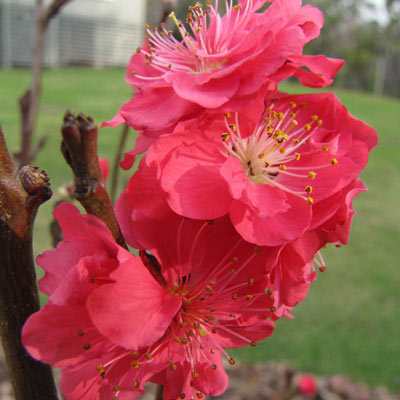 Red Baron Peach | Shop Fruit Trees | Spring Hill Nurseries