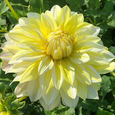 La Luna Dahlia | Shop Landscape Dahlias | Spring Hill