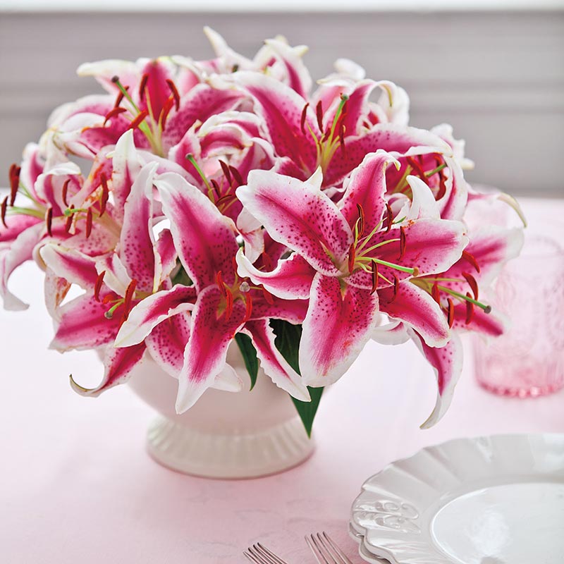 Stargazer Lily – Buy Oriental Lilies | Spring Hill Nurseries