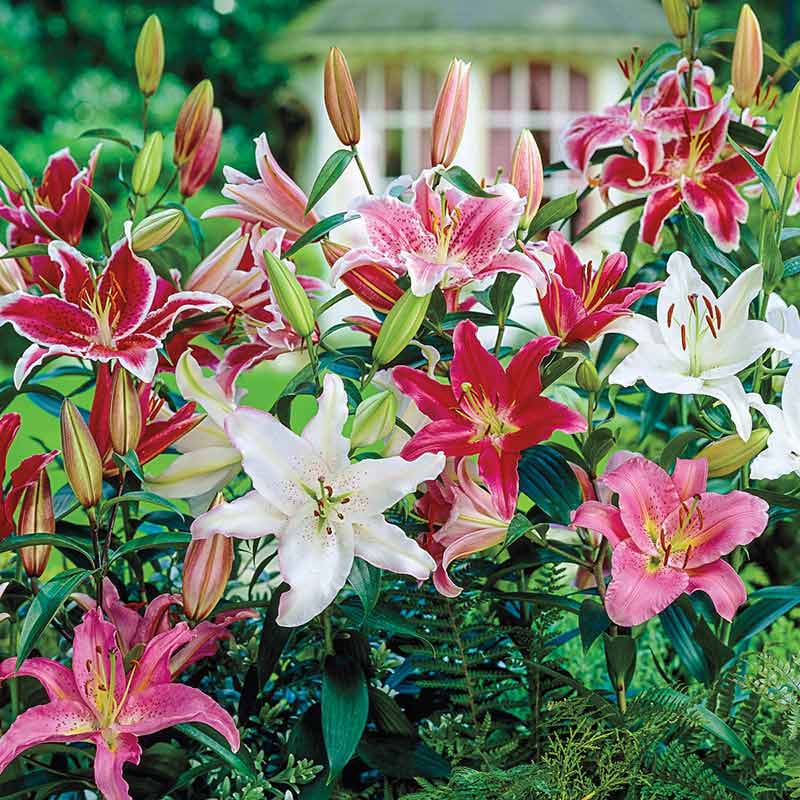 Oriental Lily Mix | Lilium orientalis | Spring Hill Nurseries