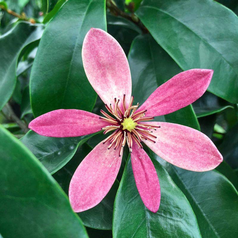Magnolia Ruby Wedding