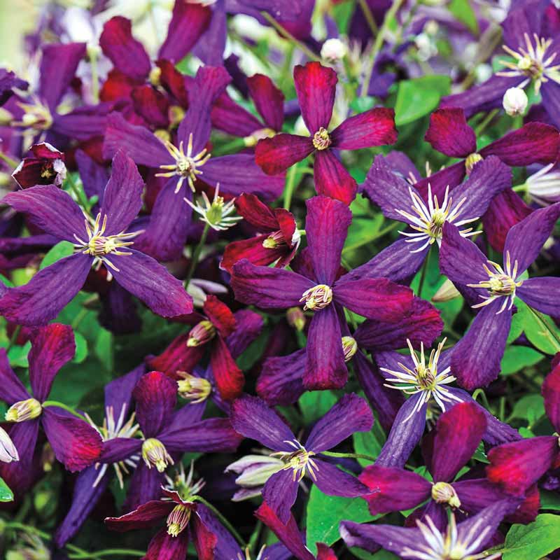 Sweet Summer Love Clematis | Small–Flowered Type | Spring Hill