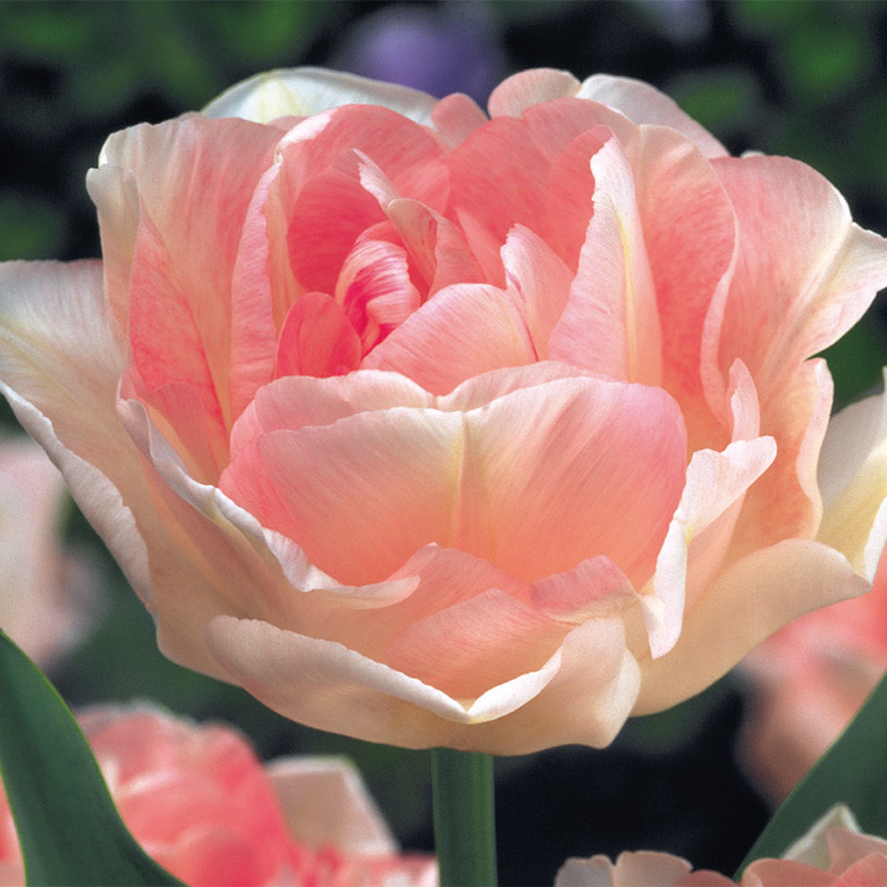 Angelique Tulip | Spring Hill Nurseries