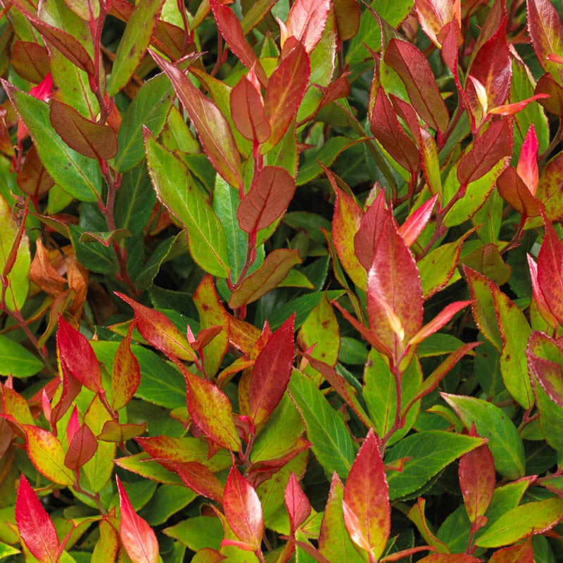 Little Flames Leucothoe | Spring Hill Nurseries