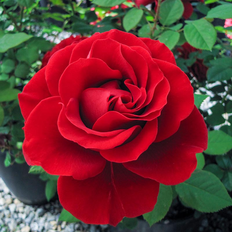 Buy Rainbow of Roses Collection at Spring Hill Nursery