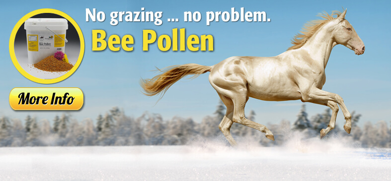 Springtime, Inc | All Natural Supplements for Dogs, Horses, & People