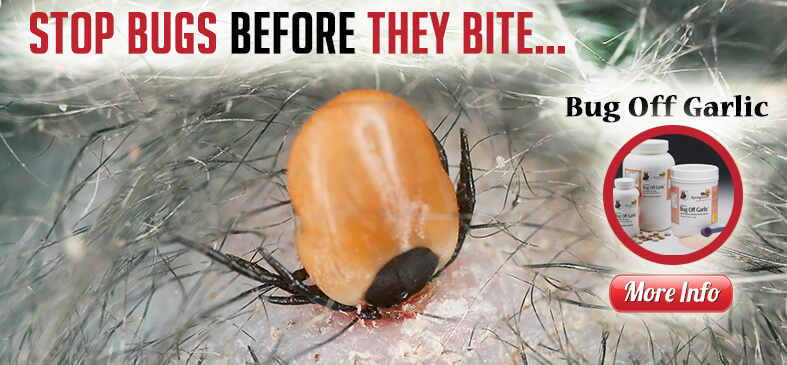 Springtime, Inc | Natural Supplements for Dogs, Horses, & People