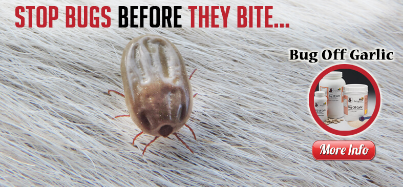 Springtime, Inc | All Natural Supplements for Dogs, Horses, & People