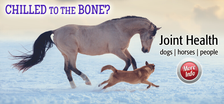 Springtime, Inc | All Natural Supplements for Dogs, Horses, & People