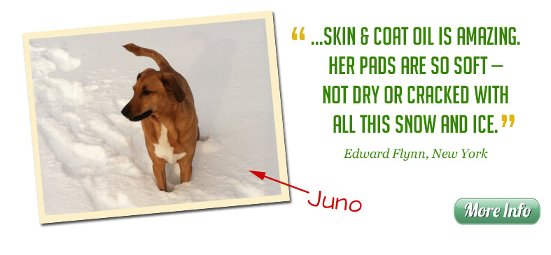 Springtime, Inc | All Natural Supplements for Dogs, Horses, & People