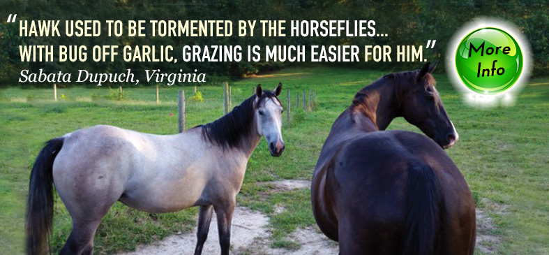 Springtime, Inc | Natural Supplements for Dogs, Horses, & People