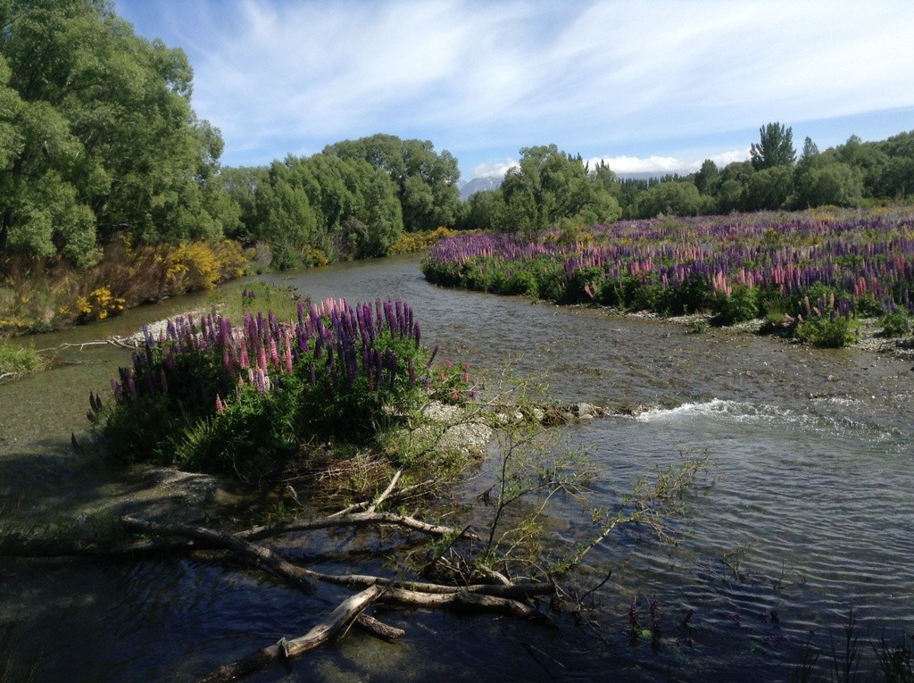 Twizel River at picnic area - Swim Guide