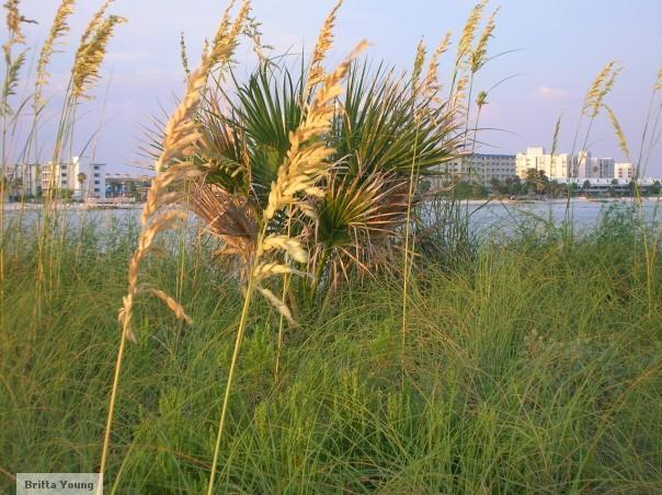 Sand Key - Swim Guide