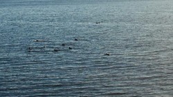 Durrance Lake - Swim Guide