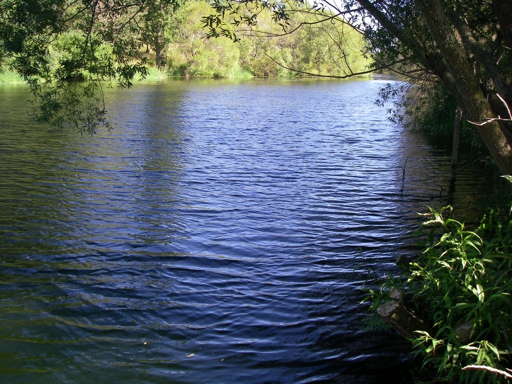 Selwyn River at Upper Huts | Swim Guide