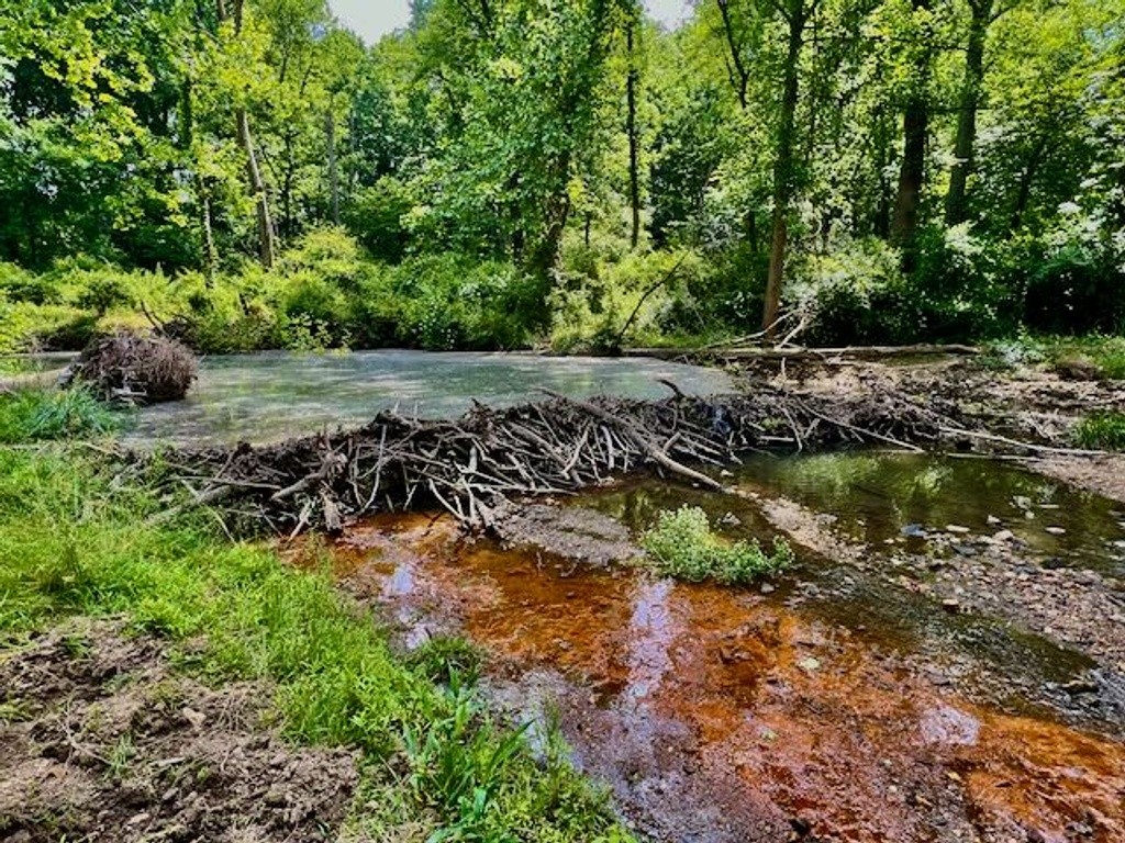 Cabin John Creek at Goya Drive - Swim Guide