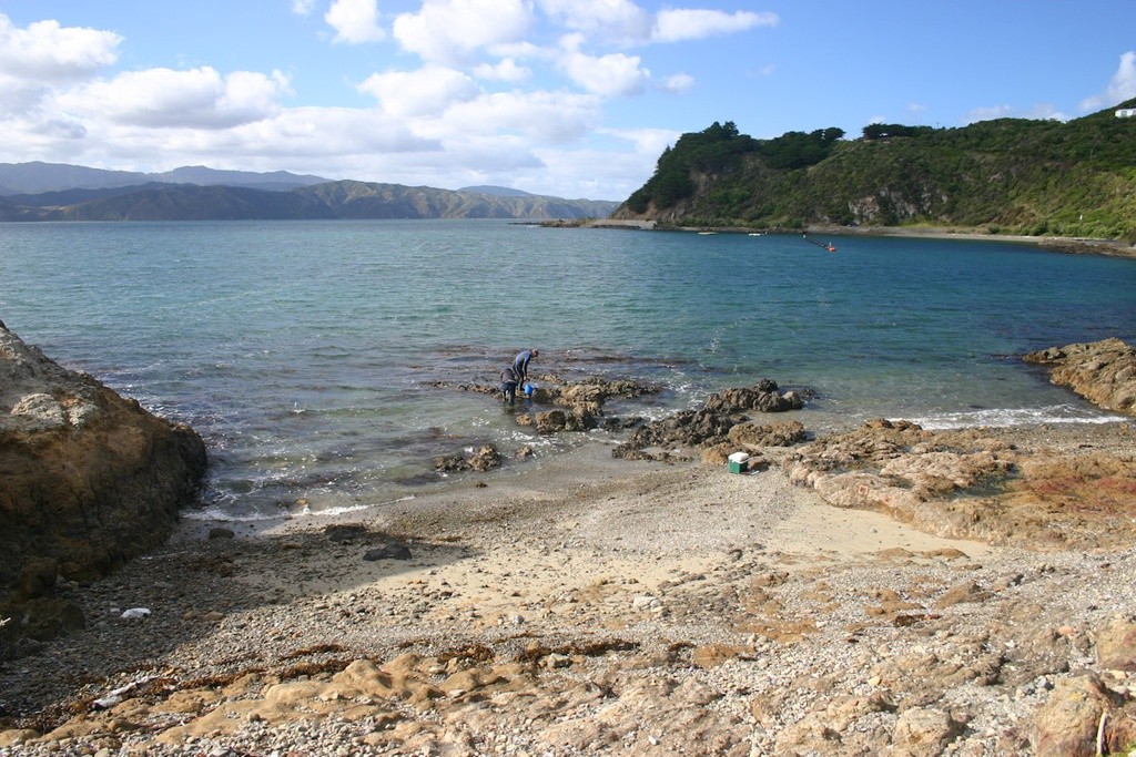 Mahanga Bay - Swim Guide