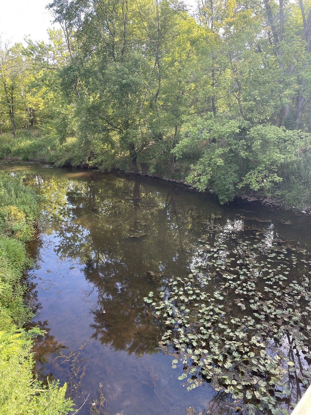 (RO1a) Royce Brook - Swim Guide