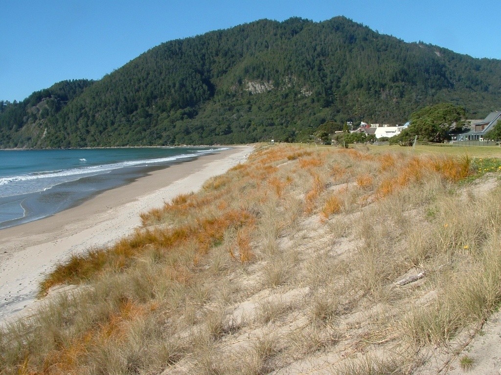 Pauanui Beach North at Surf life saving club - Swim Guide