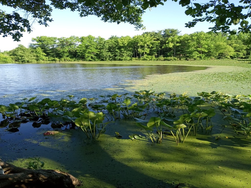 (ETL1) Etra Lake - Swim Guide