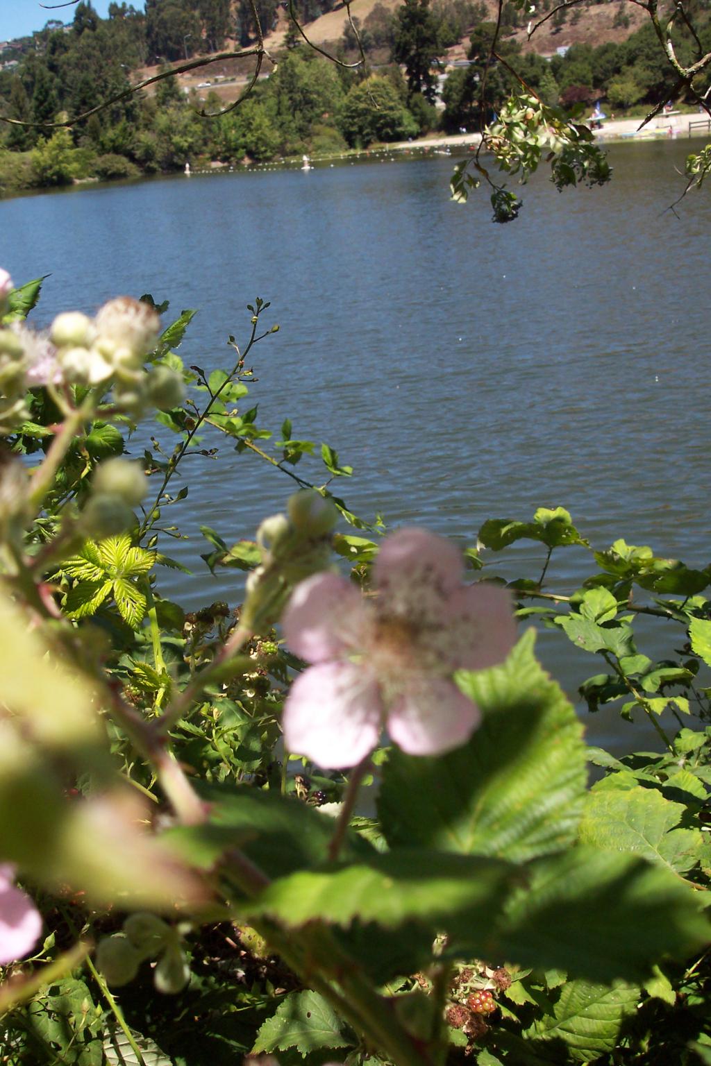Lake Temescal - South - Swim Guide