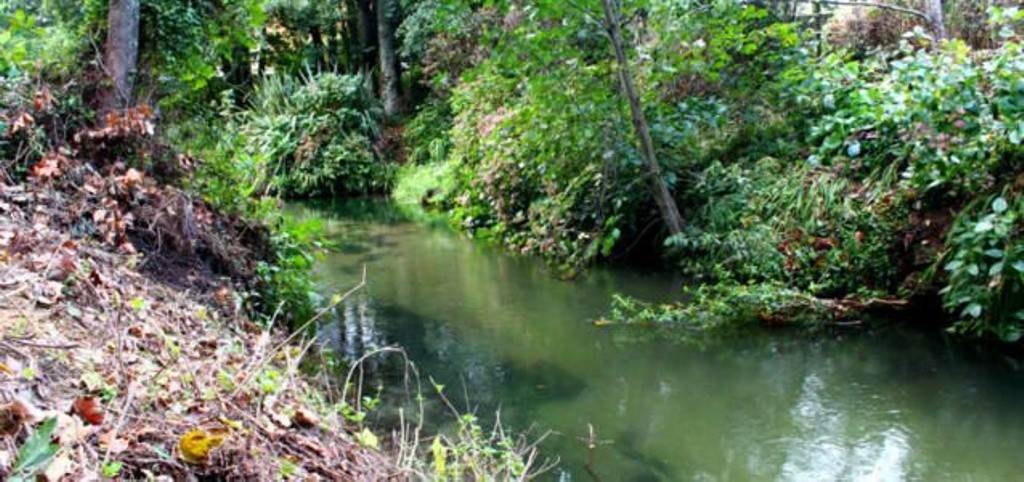 Utuhina Stream at Lake Road - Swim Guide