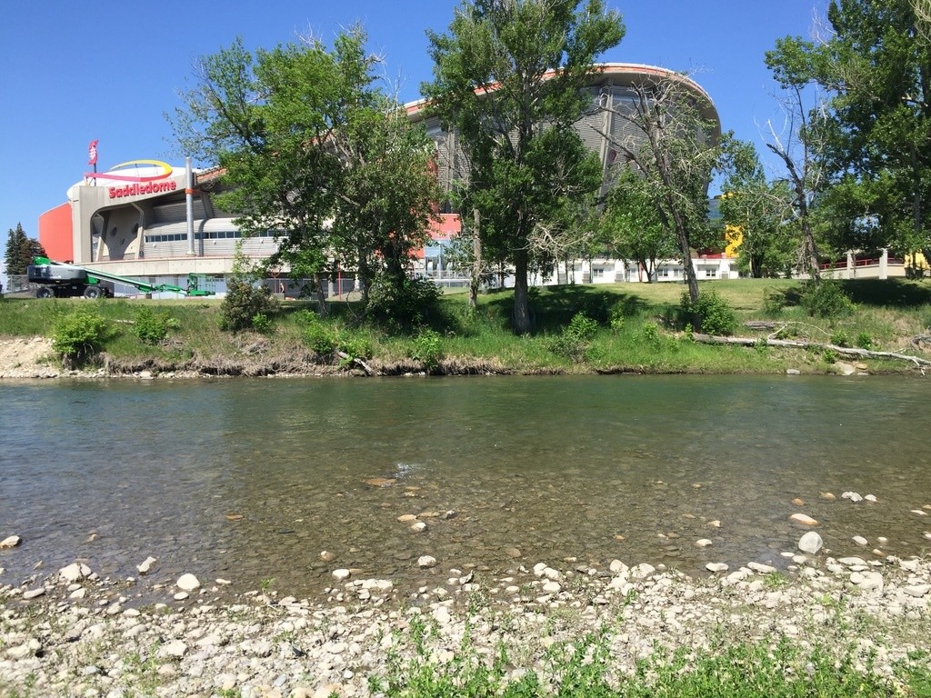 Elbow River at Enmax Park - Swim Guide