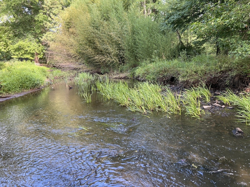 (BB1) Bear Brook - Swim Guide