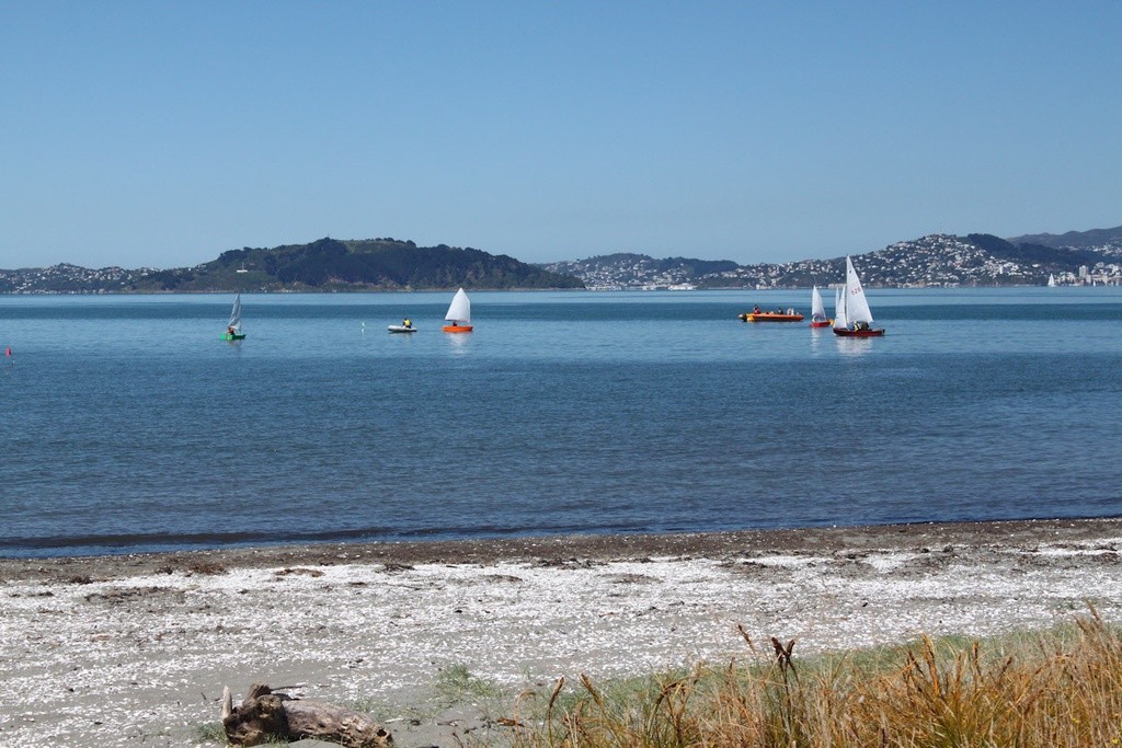 Petone Beach at Kiosk | Swim Guide