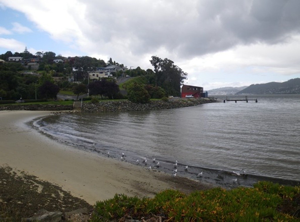 Macandrew Bay (Otago Harbour) - Swim Guide