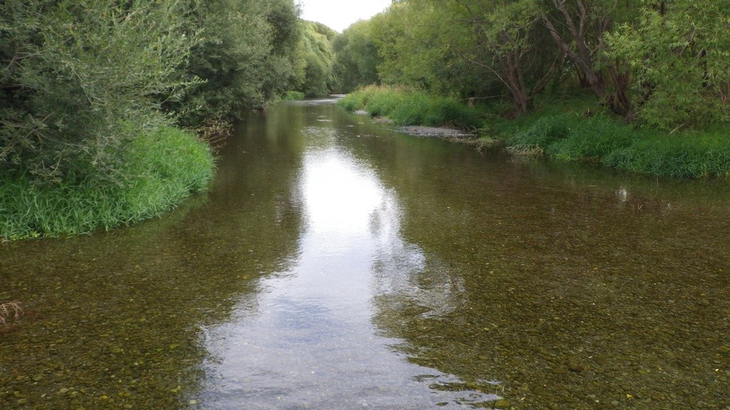Selwyn River at Coes Ford - Swim Guide