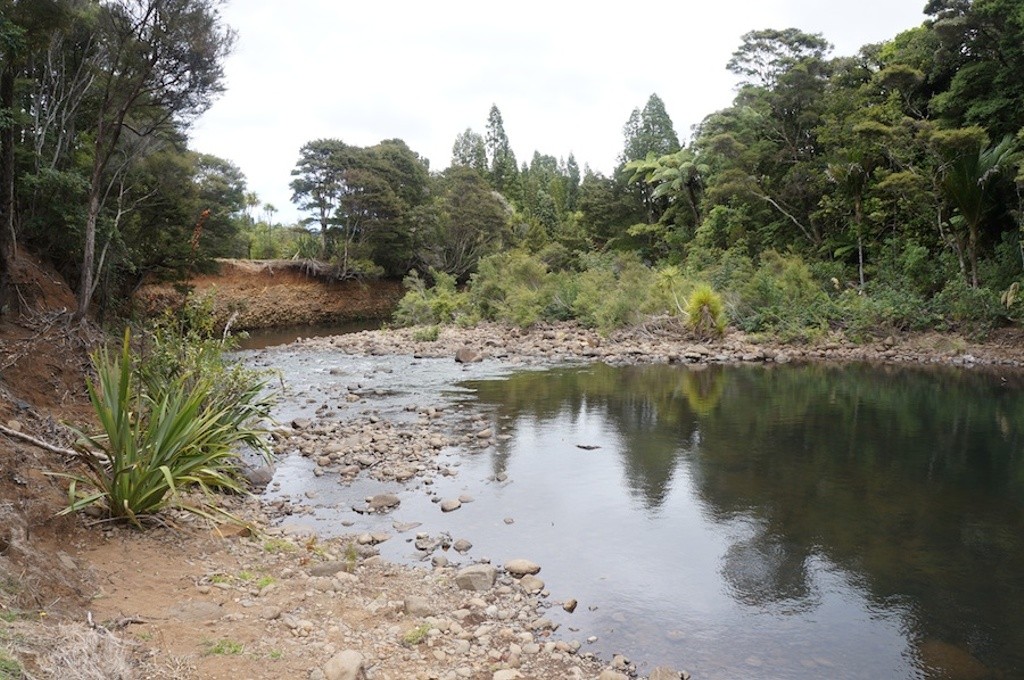 Waipoua River at Swiming Hole | Swim Guide