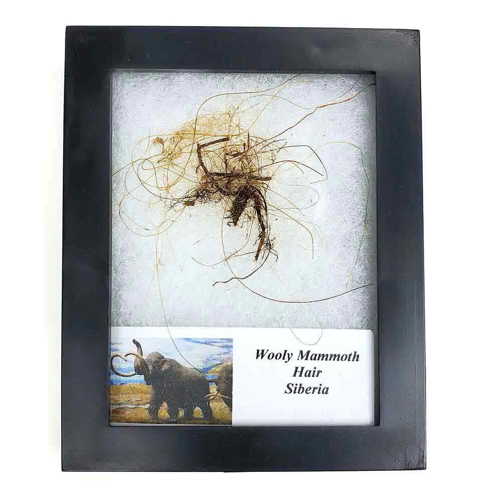 Woolly Mammoth Hair, Biology/Life Science: Educational Innovations, Inc.