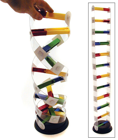Biology/Life Science - DNA Model Kit
