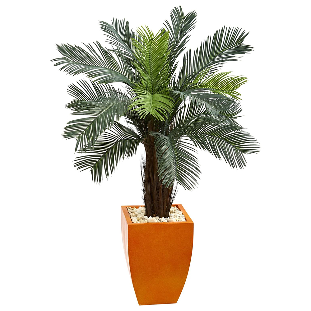Plants - Cycas Tree