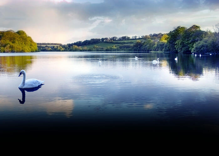 Pond and Water Garden Supplies | The Pond Guy