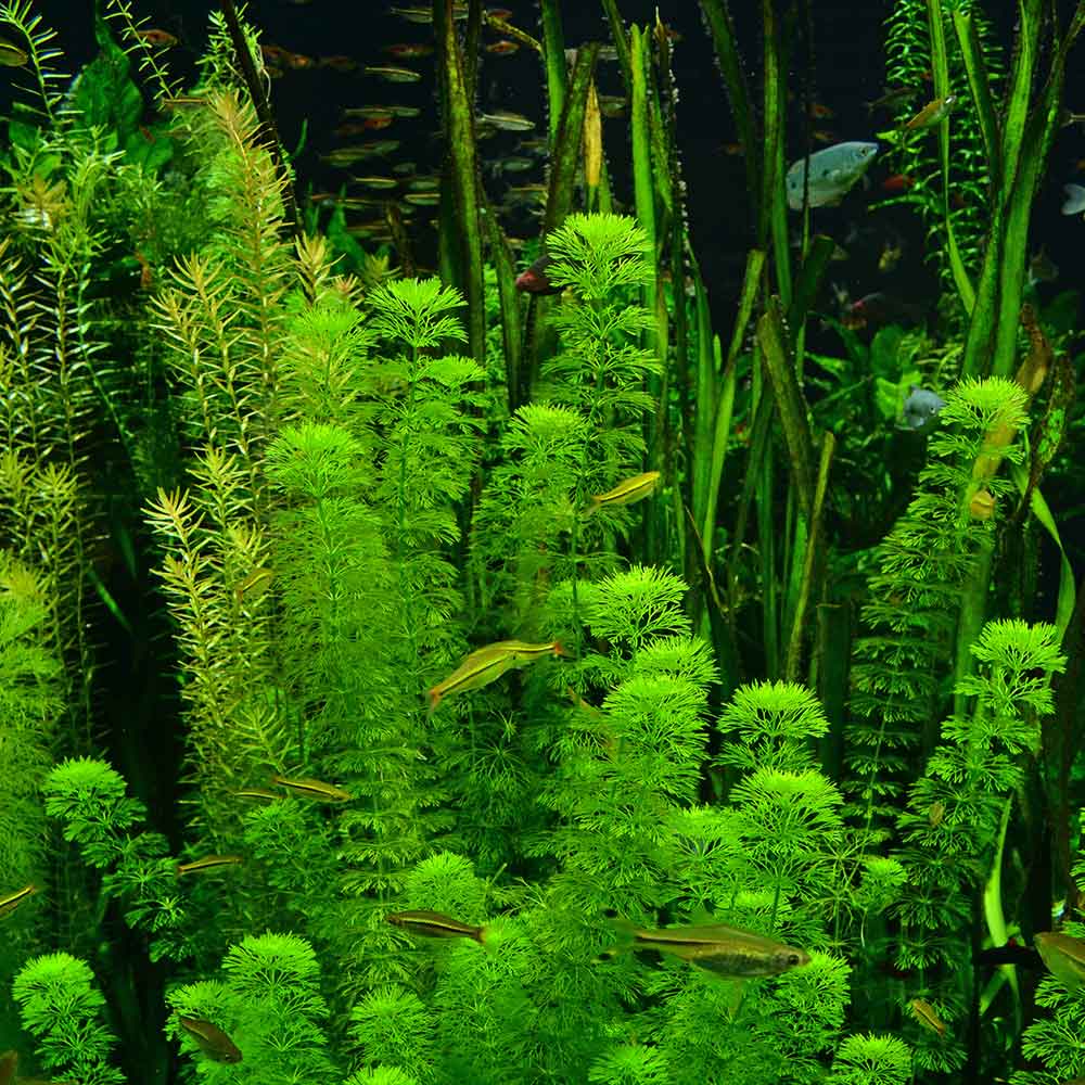 Fanwort | Cabomba for Sale | The Pond Guy